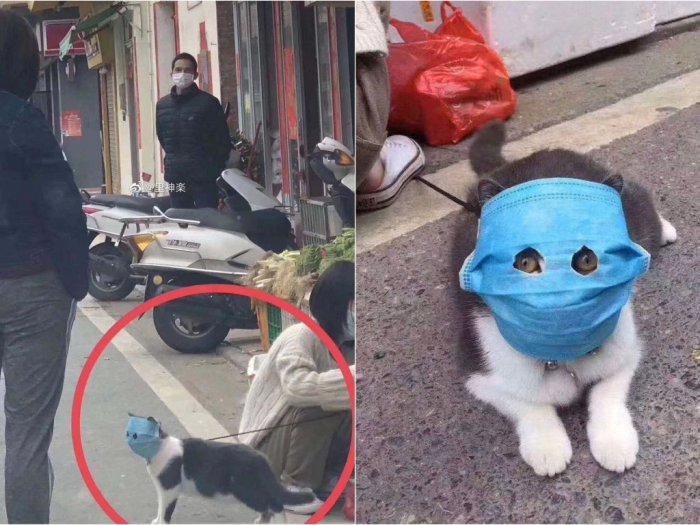 Sangat Peka, Begini Cara Agar Kucing Tak Tertular Corona
