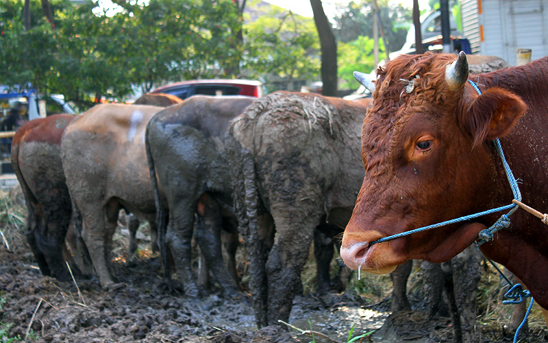 Siapa Terlibat dalam Dugaan Korupsi Pengadaan Ternak Sapi?