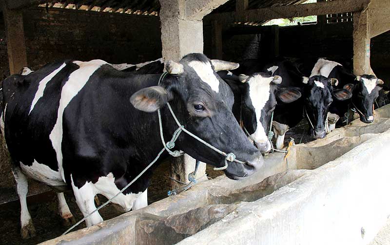 Genjot Produksi Susu, Indonesia Siap Impor 100 Ribu Ekor Sapi Brazil