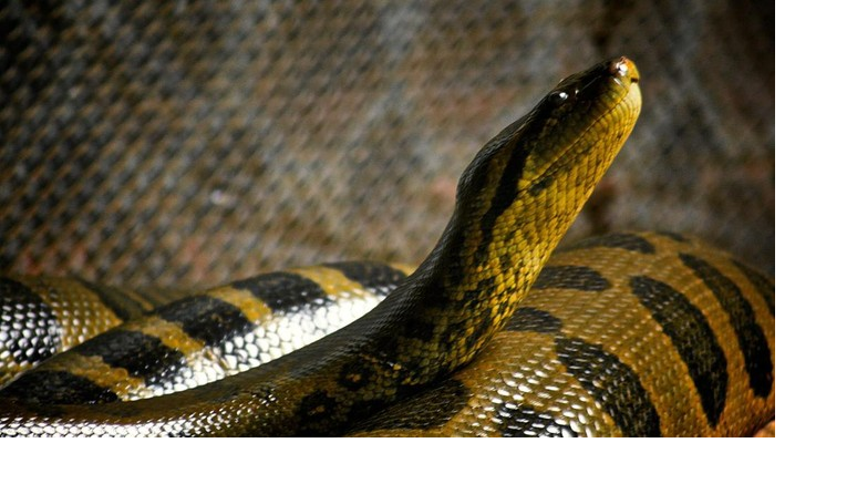 Spesies Baru Anaconda Raksasa Ditemukan, Panjangnya Bisa Capai 6,3m